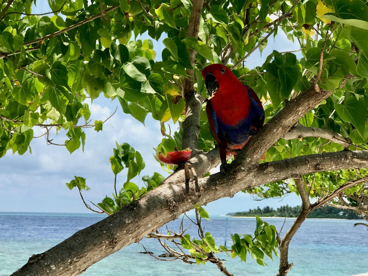 Keyodhoo - isole dei pescatori Maldive - White Maakanaa Lodge